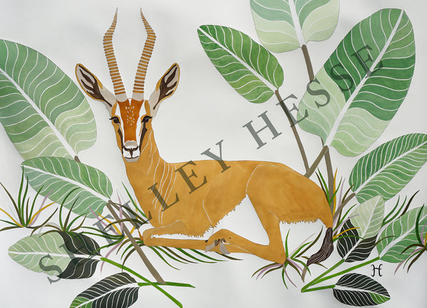 Grant's Gazelle – Shelley Hesse